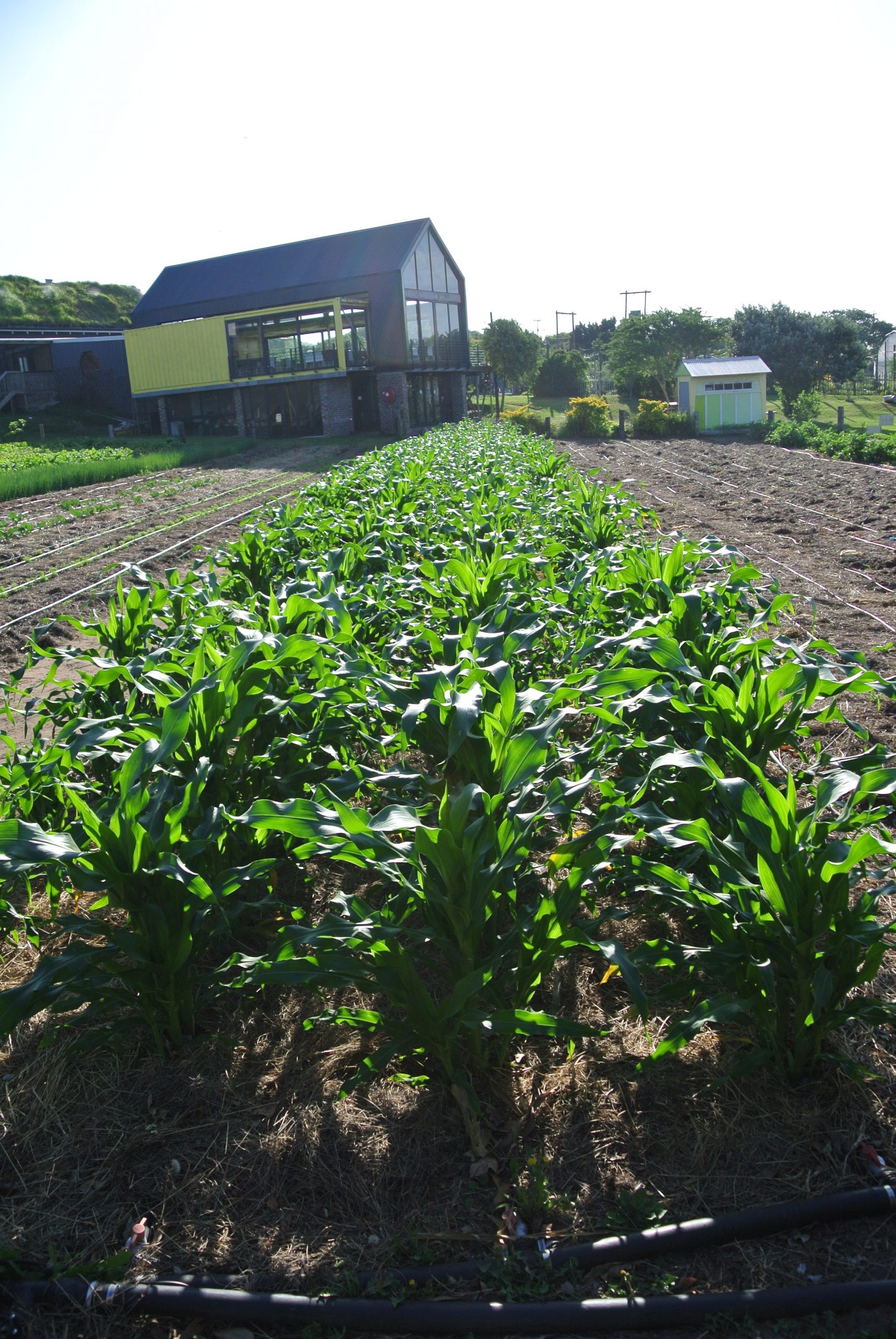 Restoring divine soil: A case of biblical farming – Religion in Praxis